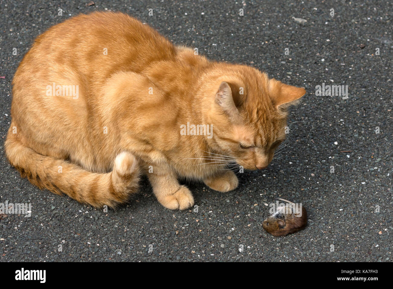 Domestic cat (Felis catus) with a captured Common vole (Microtus ...