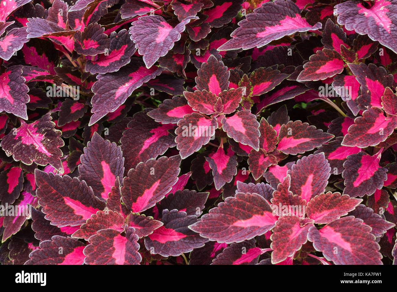 Pink coleus hi-res stock photography and images - Alamy