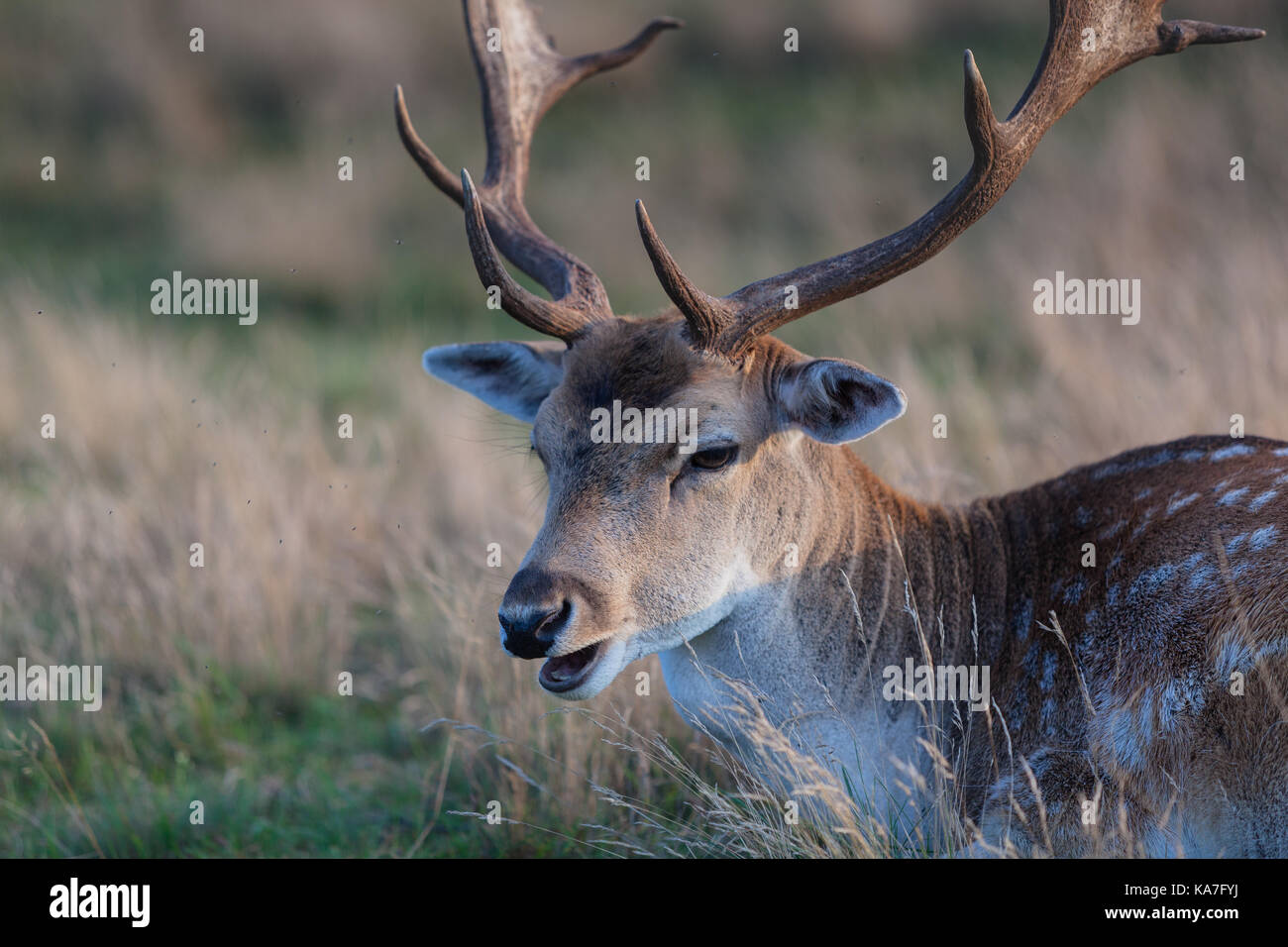 Eurasian deer with branched palmate antlers. Poland, Europe Stock Photo ...