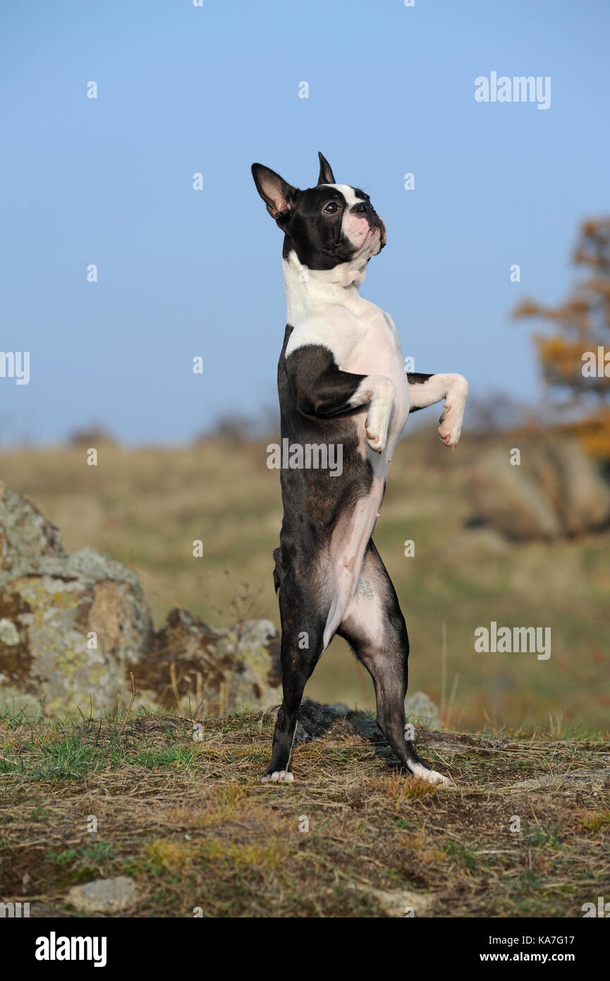 Boston Terrier, stands on hind legs Stock Photo - Alamy