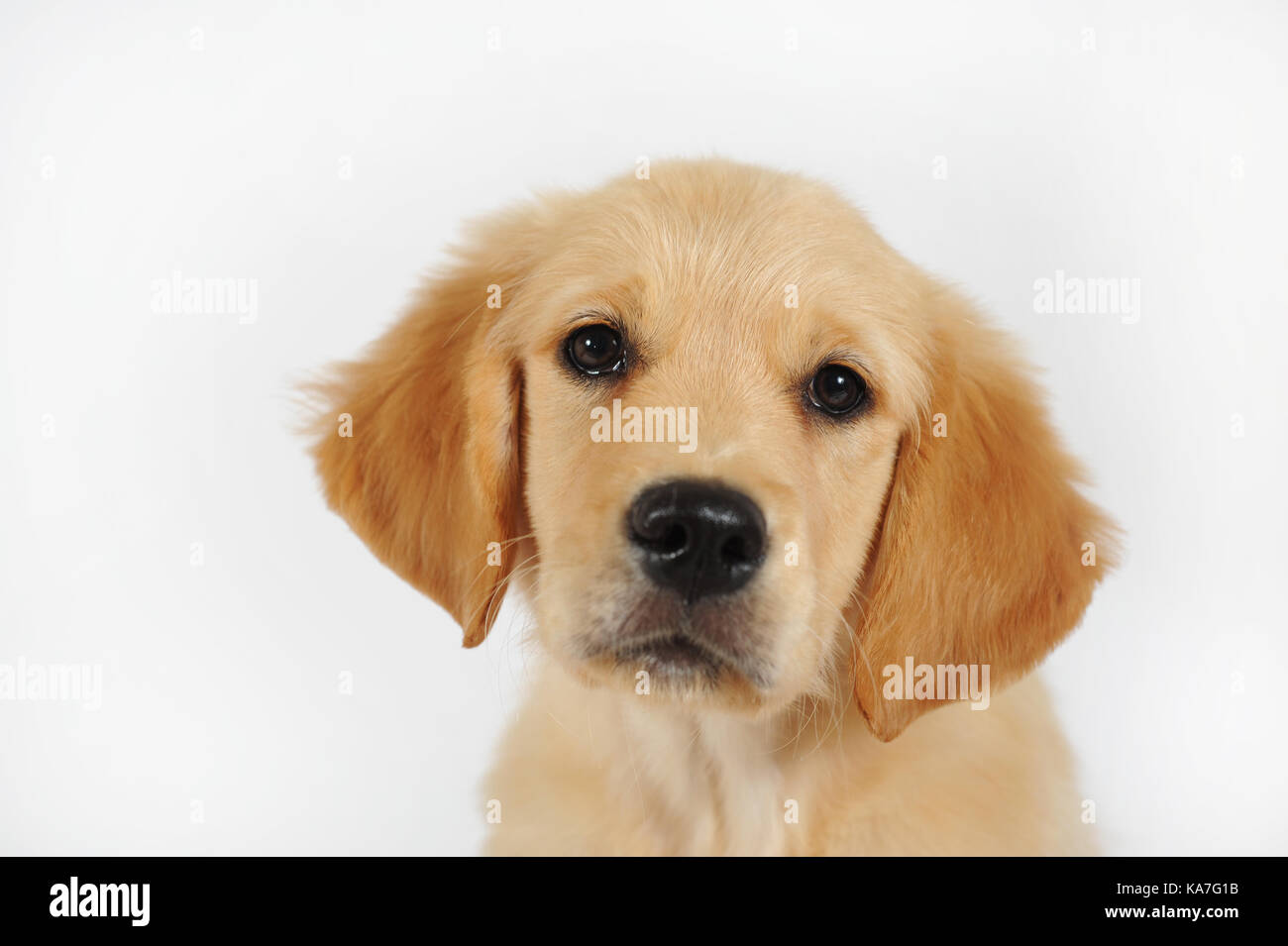 Golden Retriever, Puppy, 7 Weeks, Portrait Stock Photo - Alamy