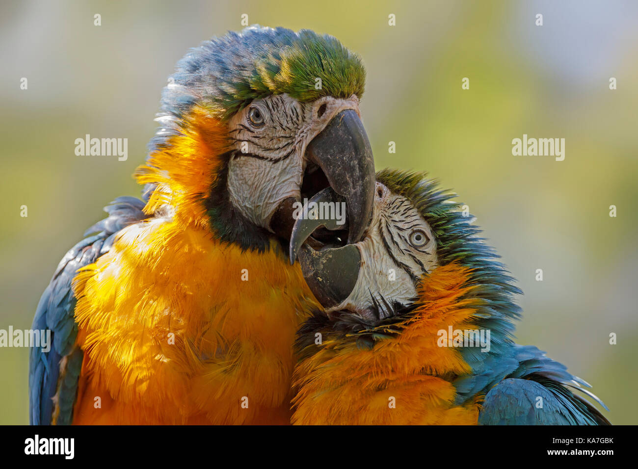 Blue and yellow macaws (Ara ararauna), beaking, captive Stock Photo - Alamy