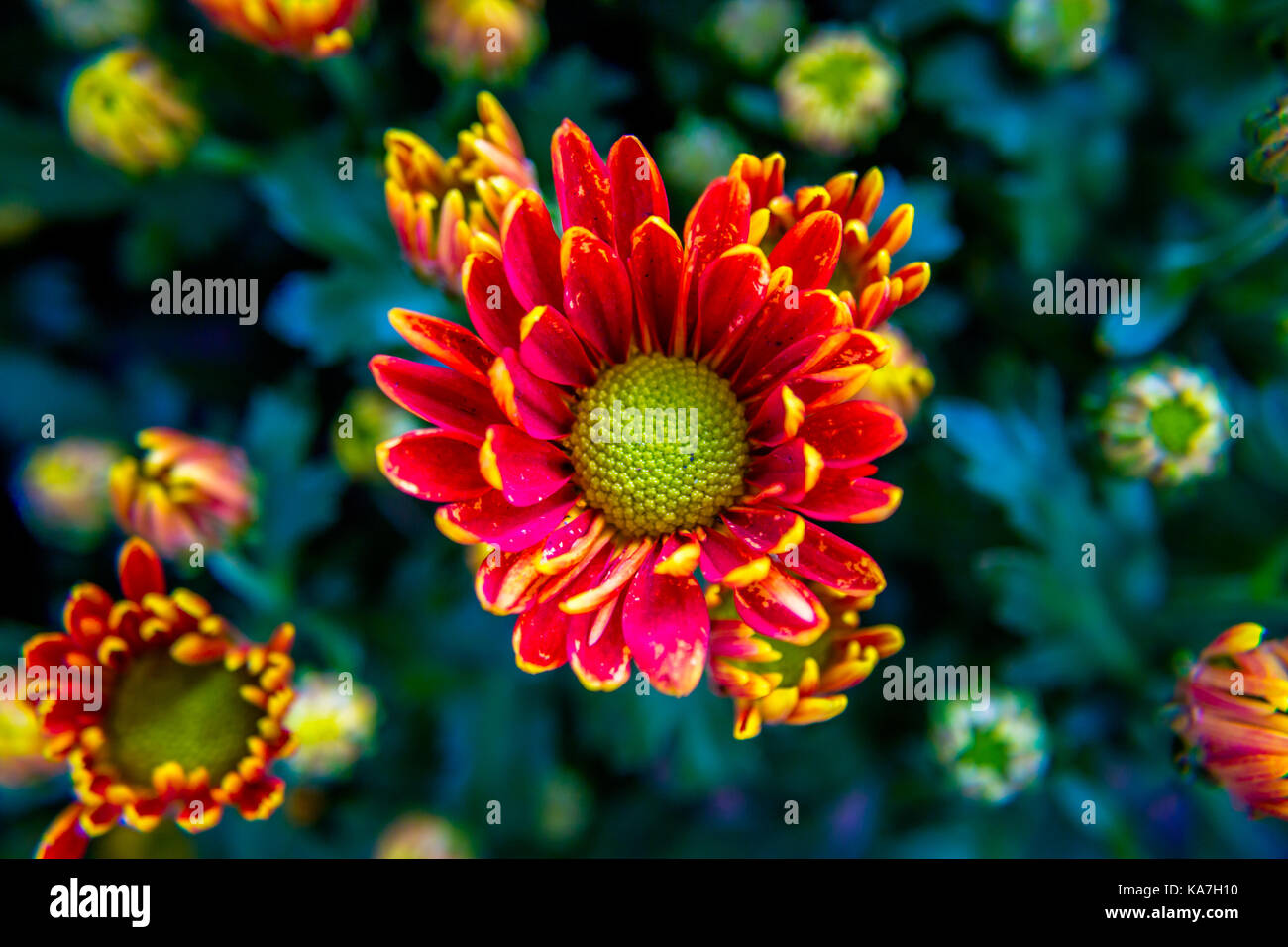 Colorful flowers against background in a environment nature Stock Photo ...
