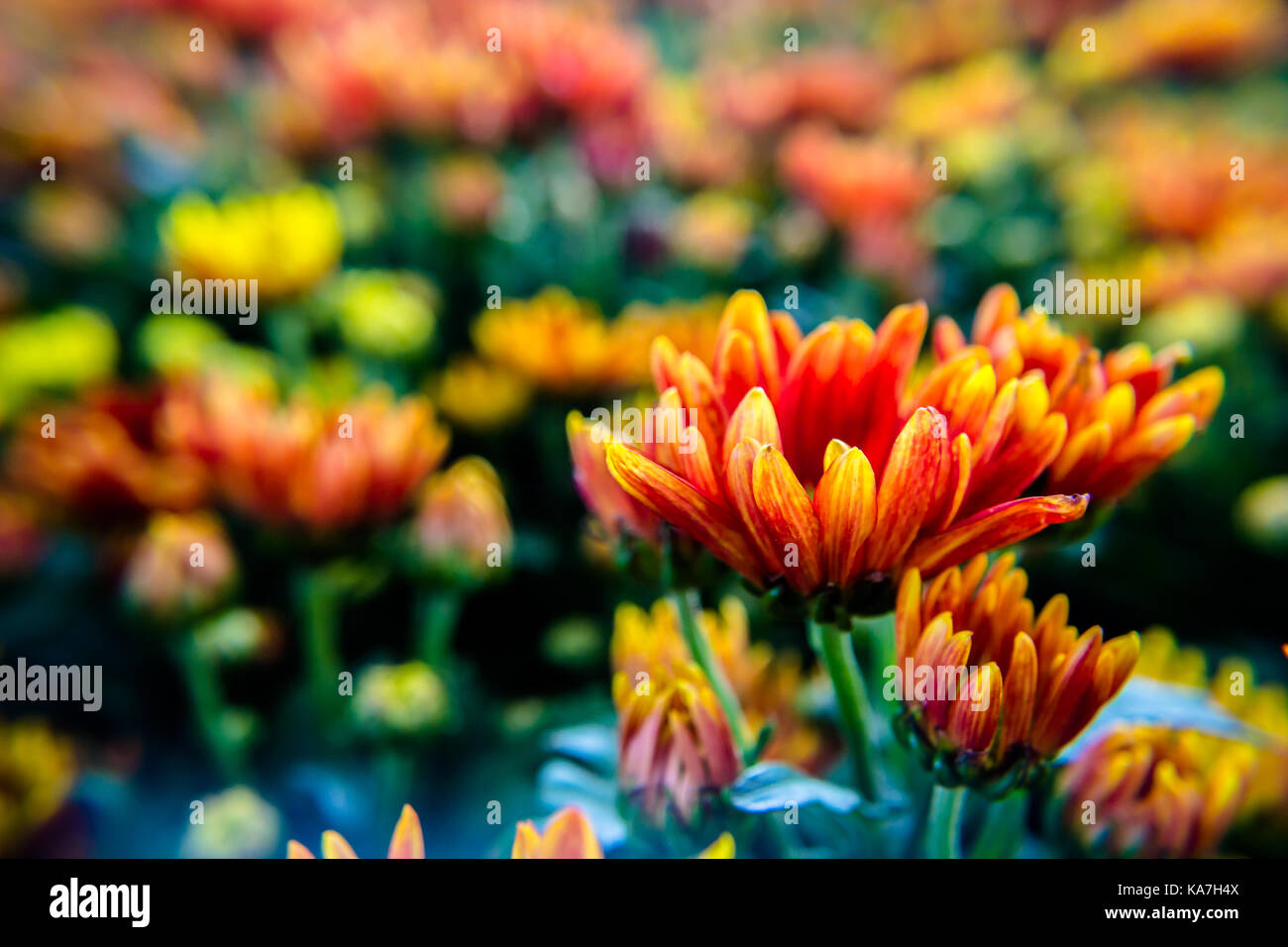 Colorful flowers against background in a environment nature Stock Photo ...