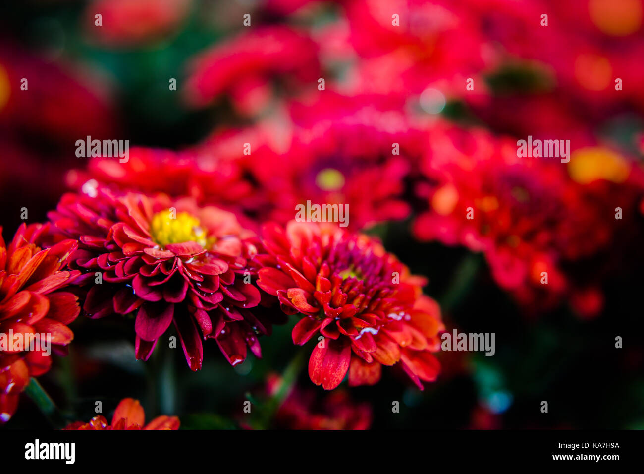 Beautiful red flowers in a completely natural Stock Photo - Alamy