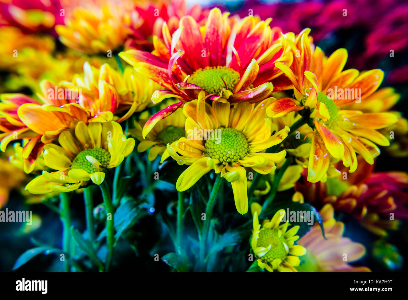 The flowers range in color completely natural Stock Photo - Alamy