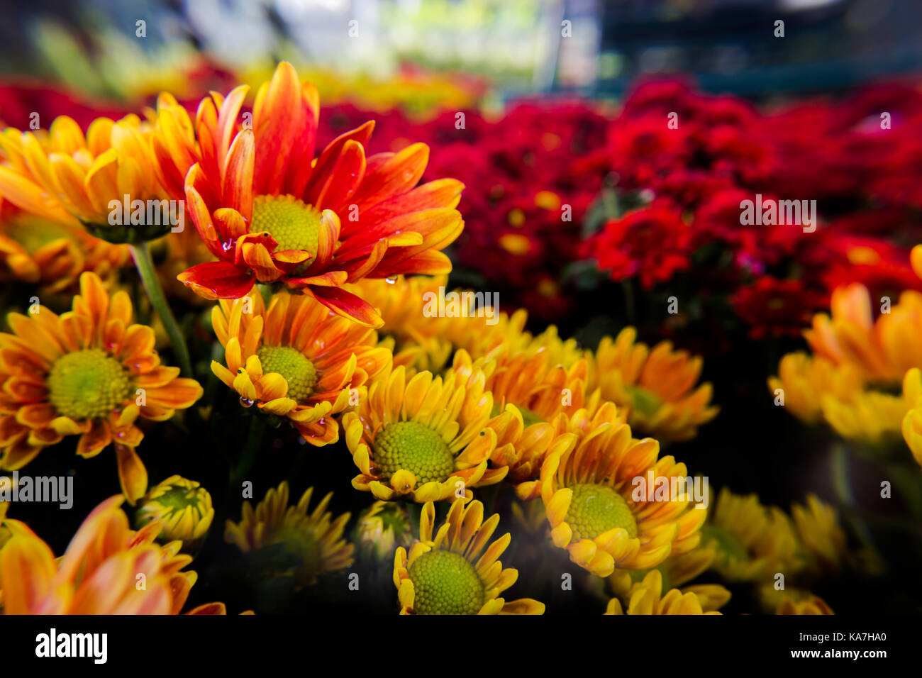 Flowers of many beautiful natural colors Stock Photo - Alamy