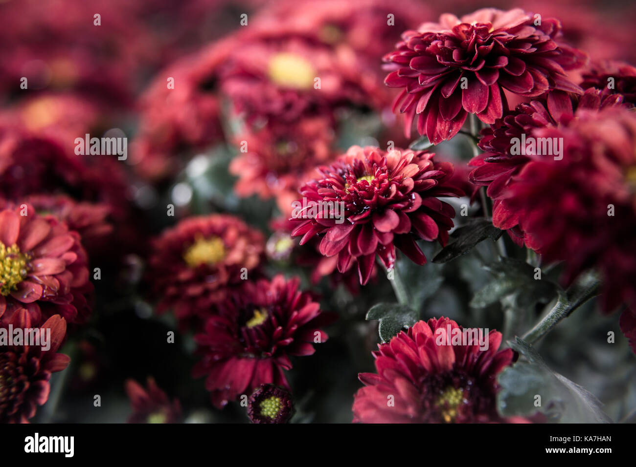 Beautiful red flowers in a completely natural Stock Photo - Alamy