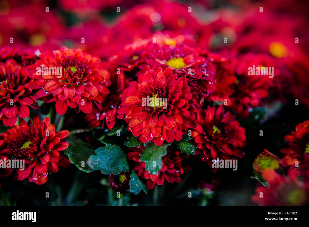 Beautiful red flowers in a natural Stock Photo - Alamy