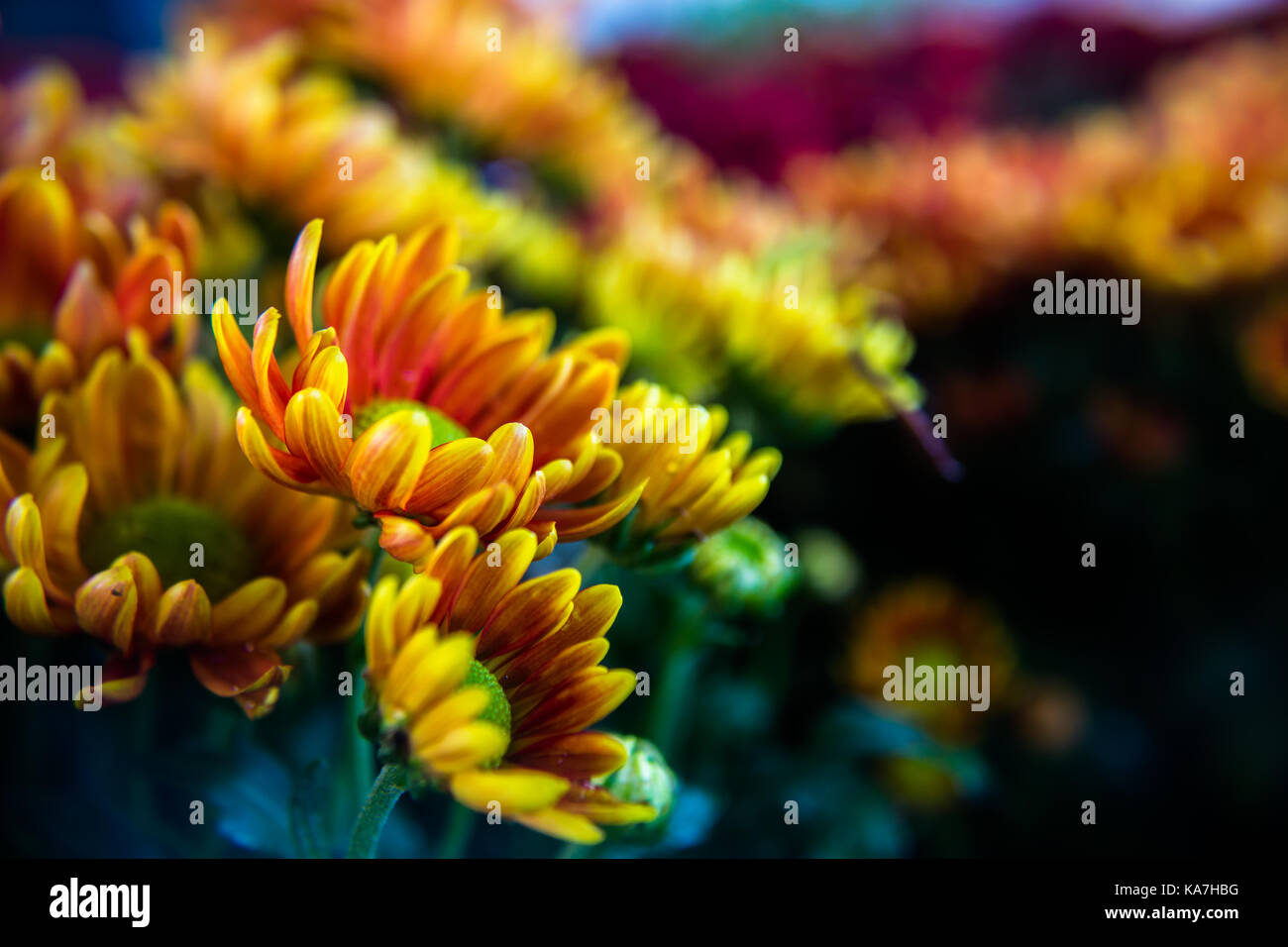 The flowers range in color completely natural Stock Photo - Alamy