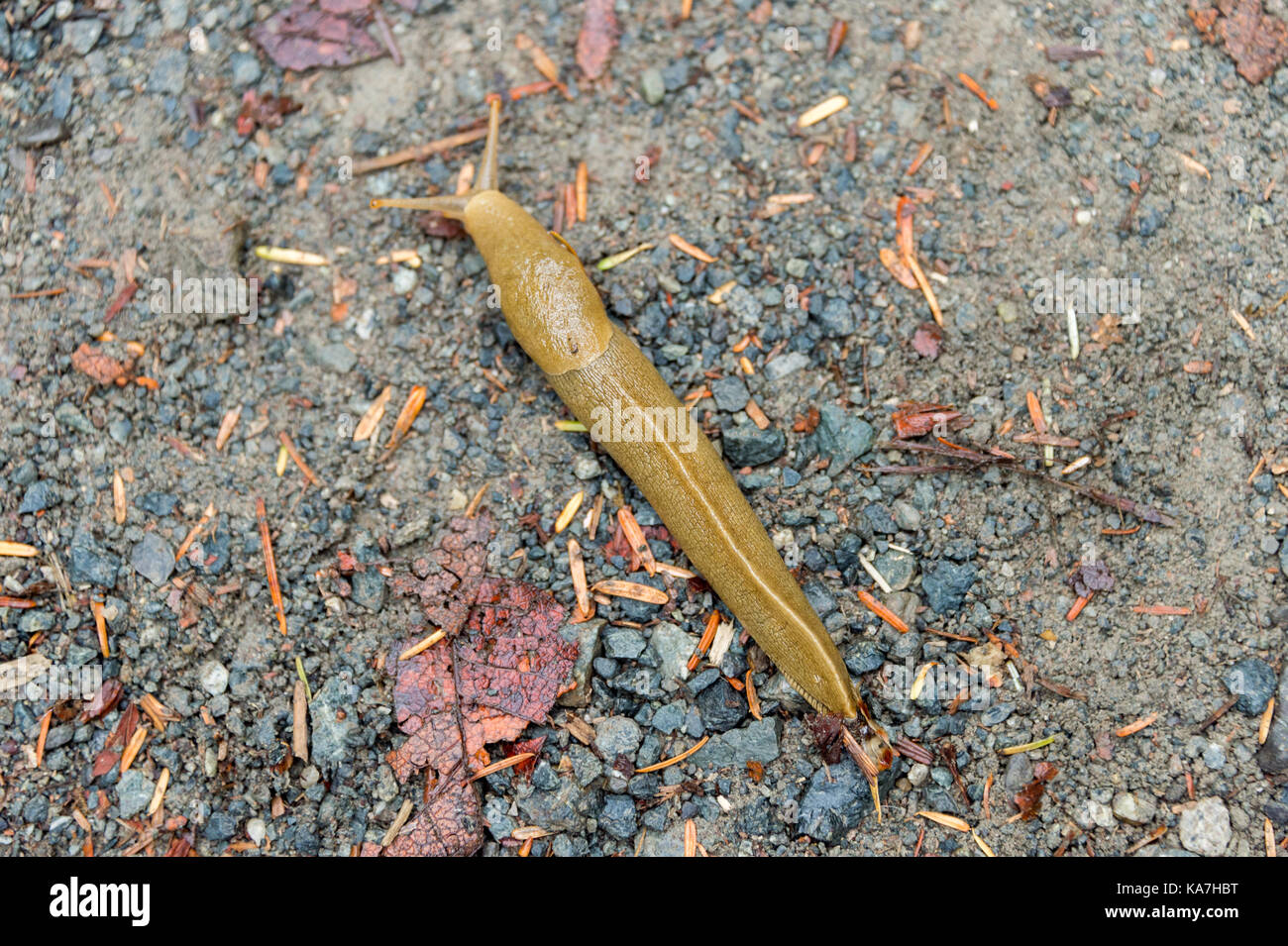 Banana slug (Ariolimax columbianus) near Ucluelet, British Columbia ...