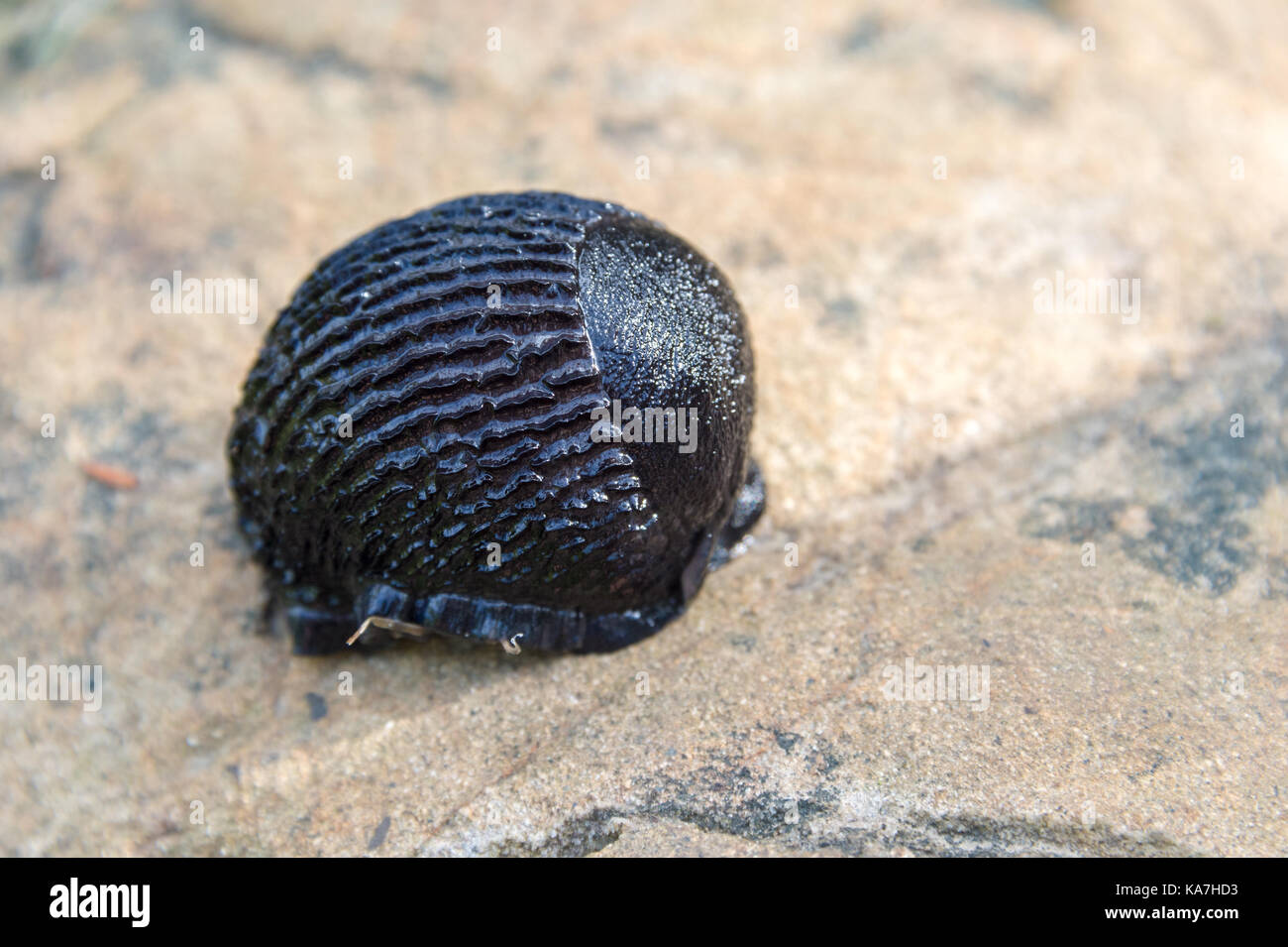Black slug hunched-up in defensive position near Ucluelet, British ...