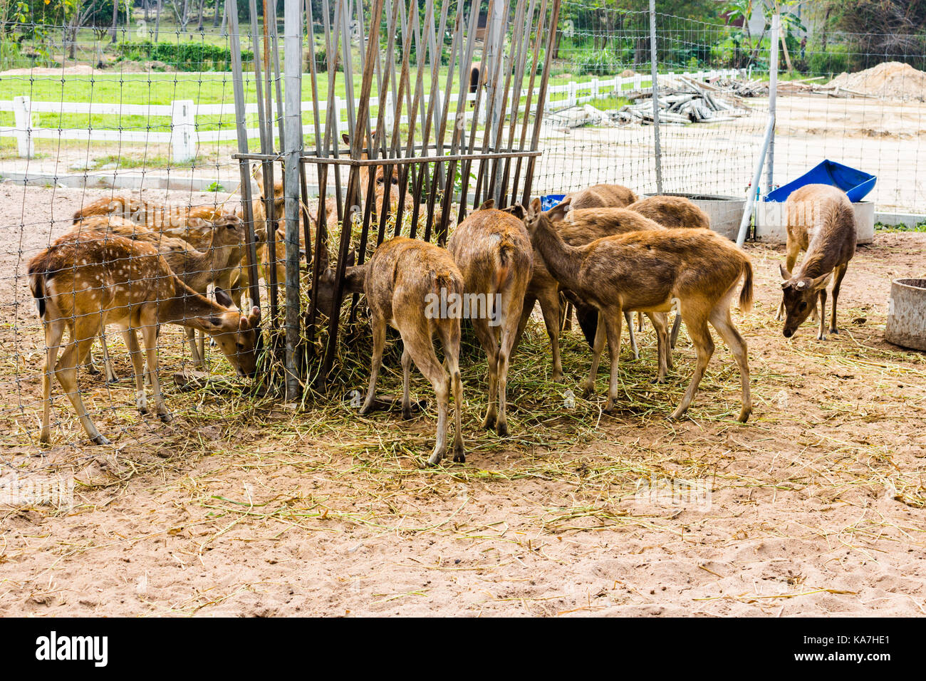 Male and female deer photo hi-res stock photography and images - Alamy