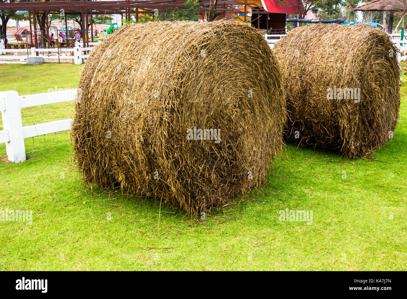 Pham sheep straw roll Stock Photo - Alamy