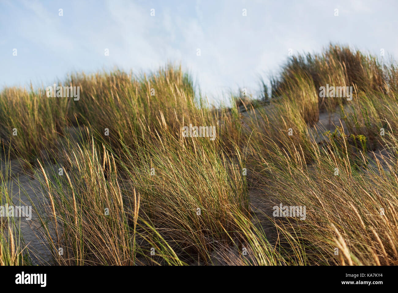 Sand grasses hi-res stock photography and images - Alamy