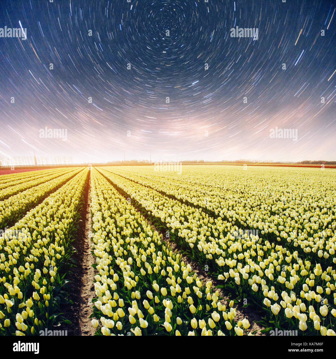 Night over fields of daffodils. Fantastic starry sky and the milky way ...