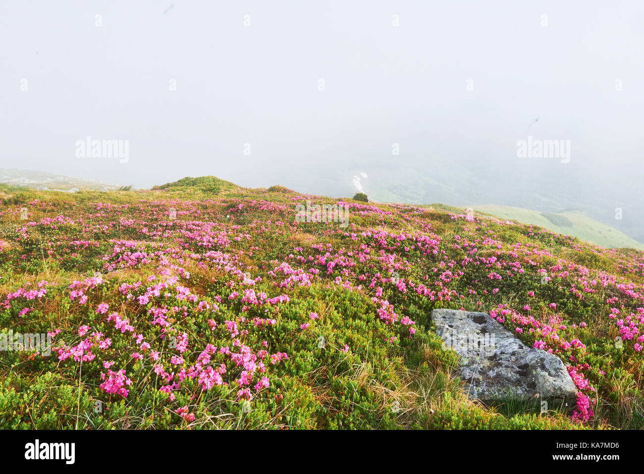 Rhododendrons bloom in a beautiful location in the mountains. Flowers ...