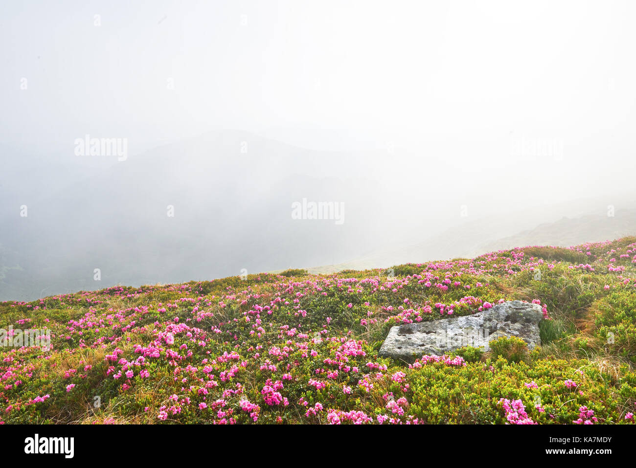 Rhododendrons bloom in a beautiful location in the mountains. Flowers ...