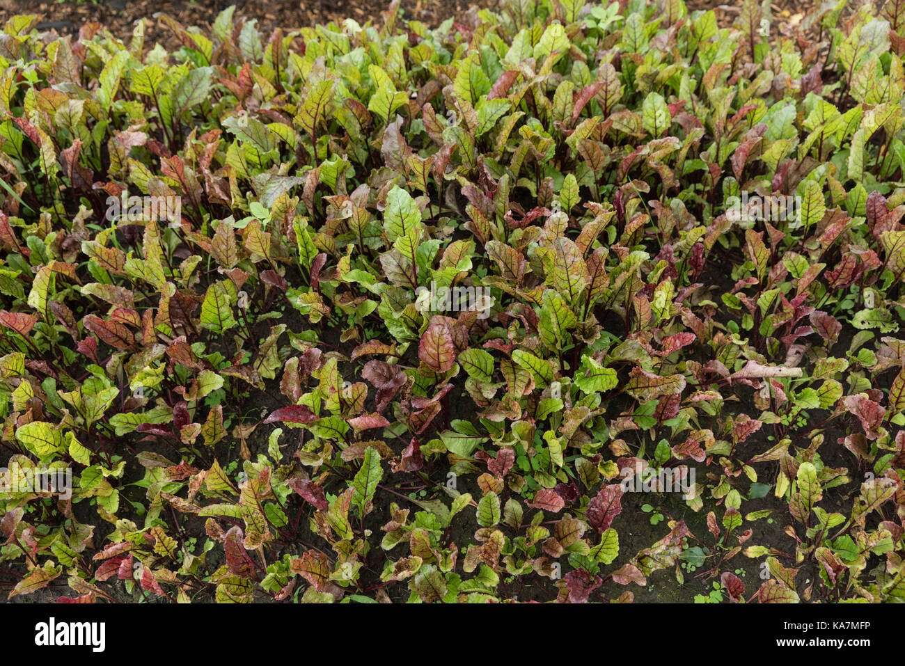 Healthy beetroot plants growing in home garden Stock Photo - Alamy
