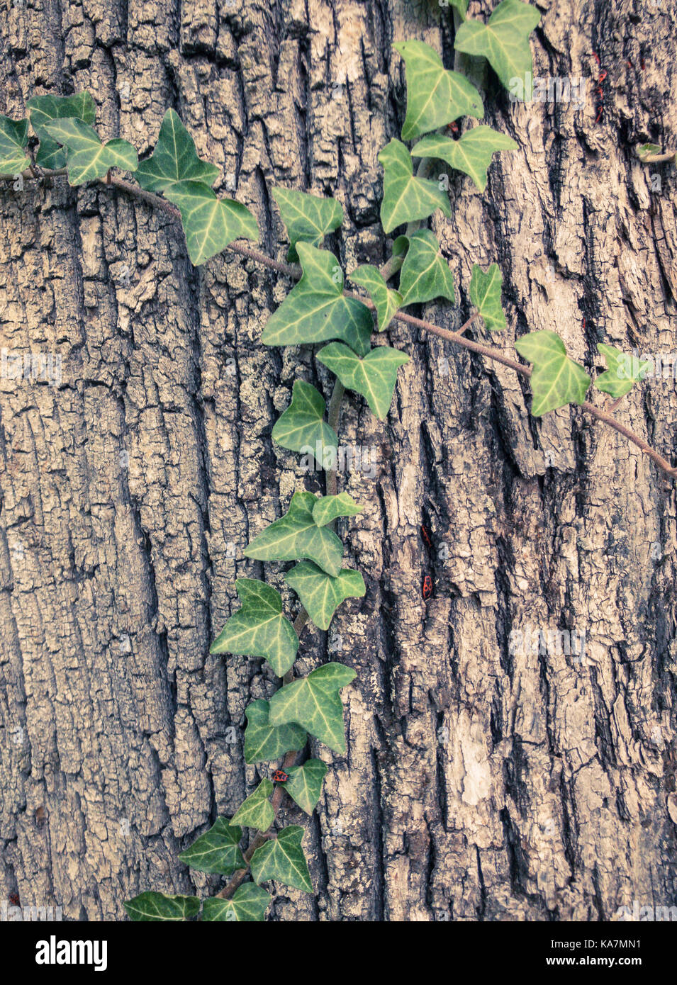 Growing plant on a tree Stock Photo - Alamy