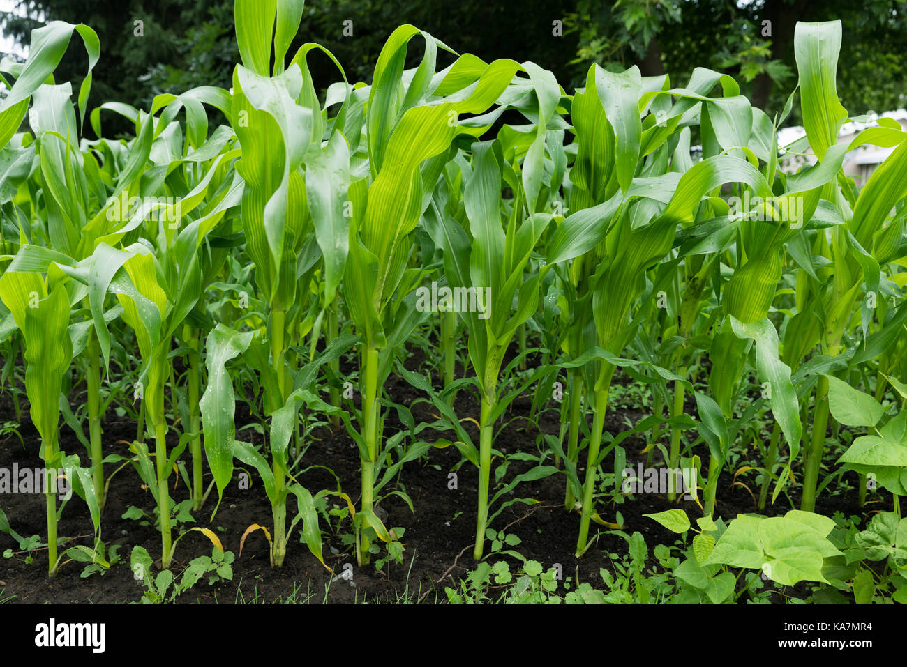Healthy corn plants and other vegetables growing in soil Stock Photo ...
