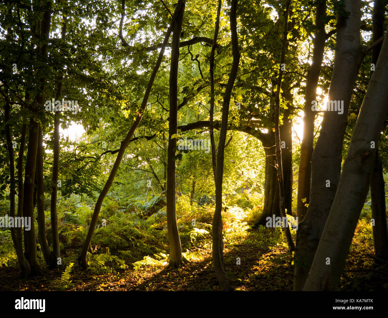 Woods- Hothfield Common nature reserve Stock Photo - Alamy
