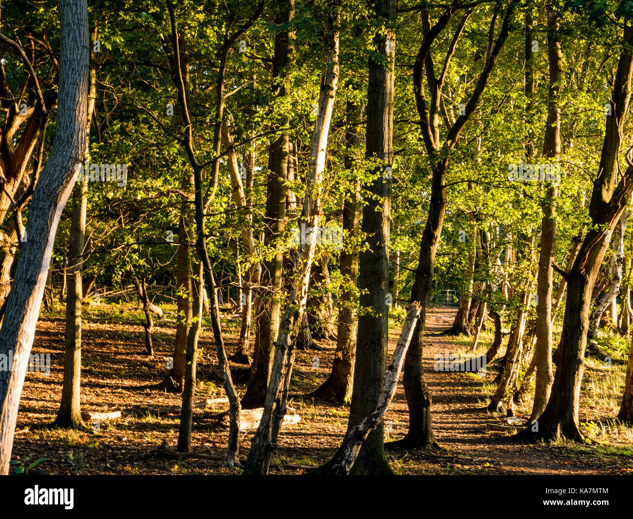 Woods- Hothfield Common nature reserve Stock Photo - Alamy