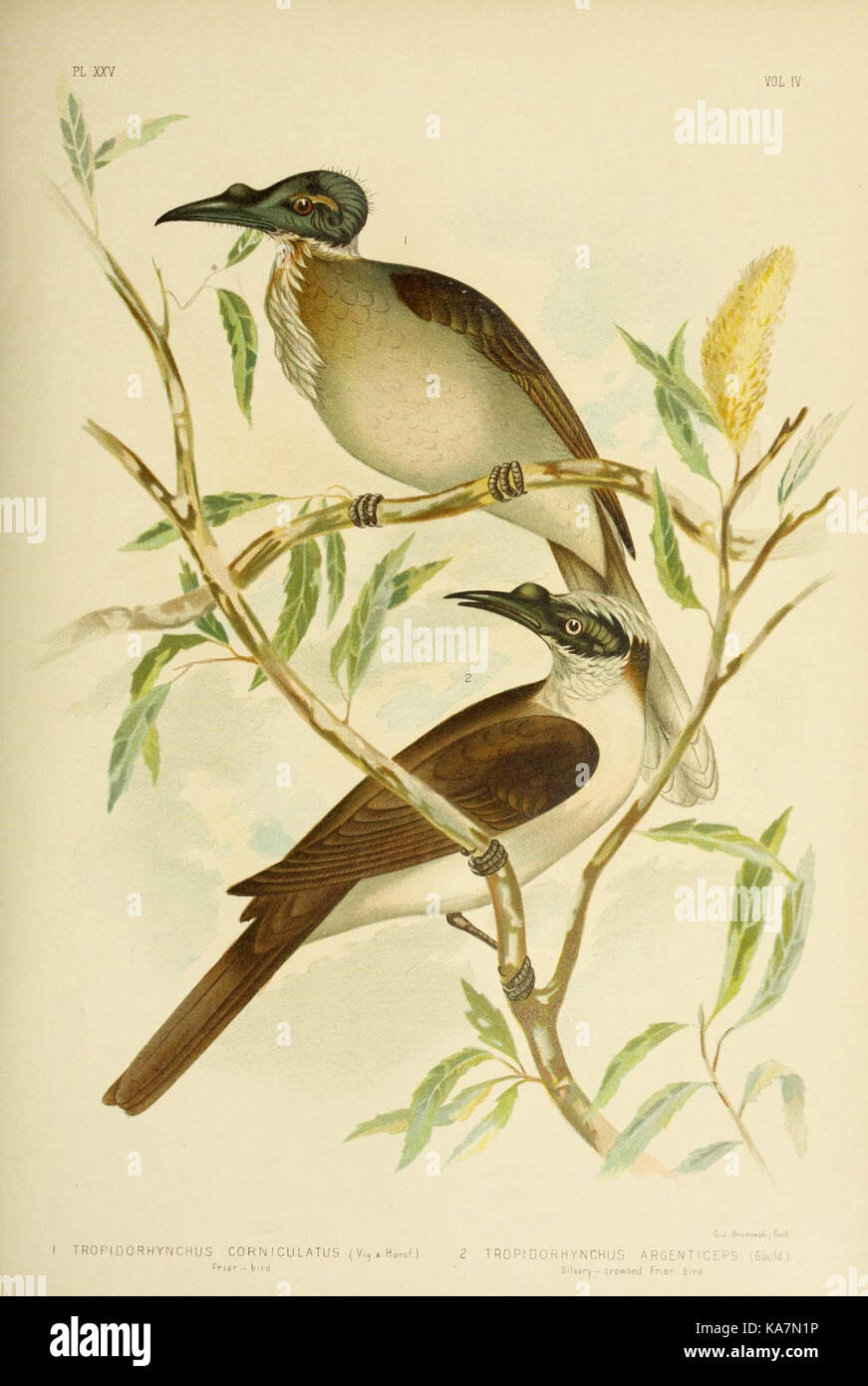 Diverse bird species illustrated hi-res stock photography and images ...