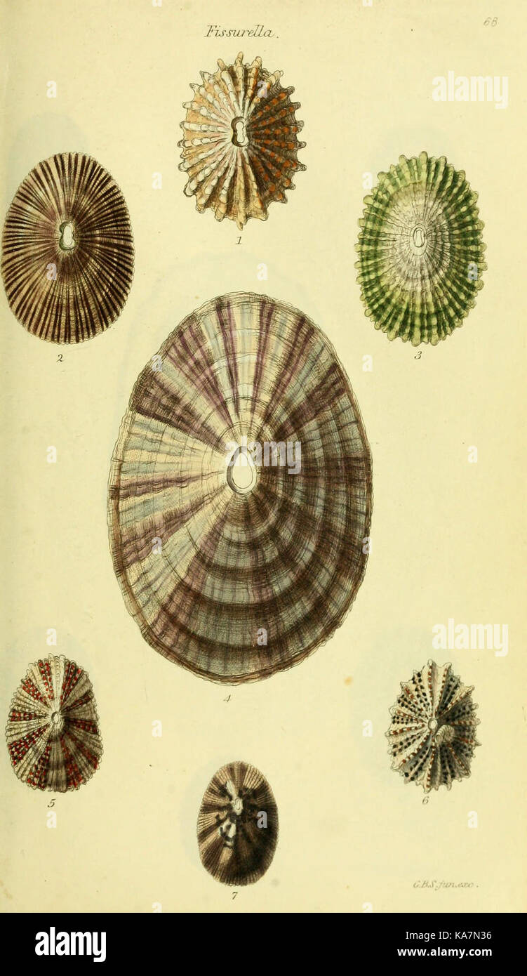 Variety of detailed illustrations of shells hi-res stock photography ...
