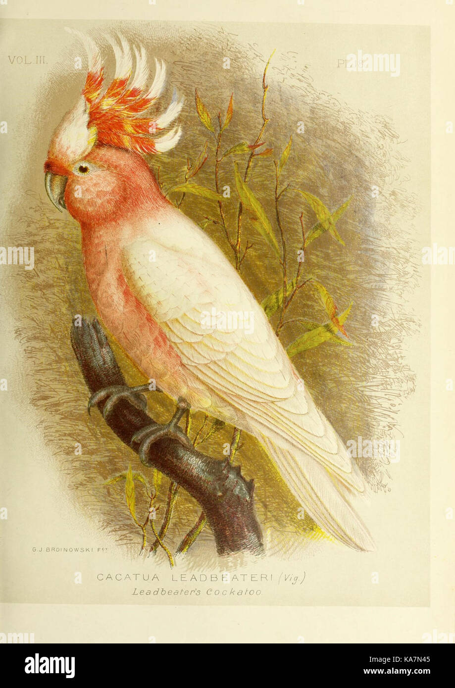This image captures a variety of bird species native to Australia ...