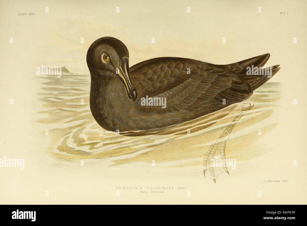 A photograph showcasing various species of birds native to Australia ...