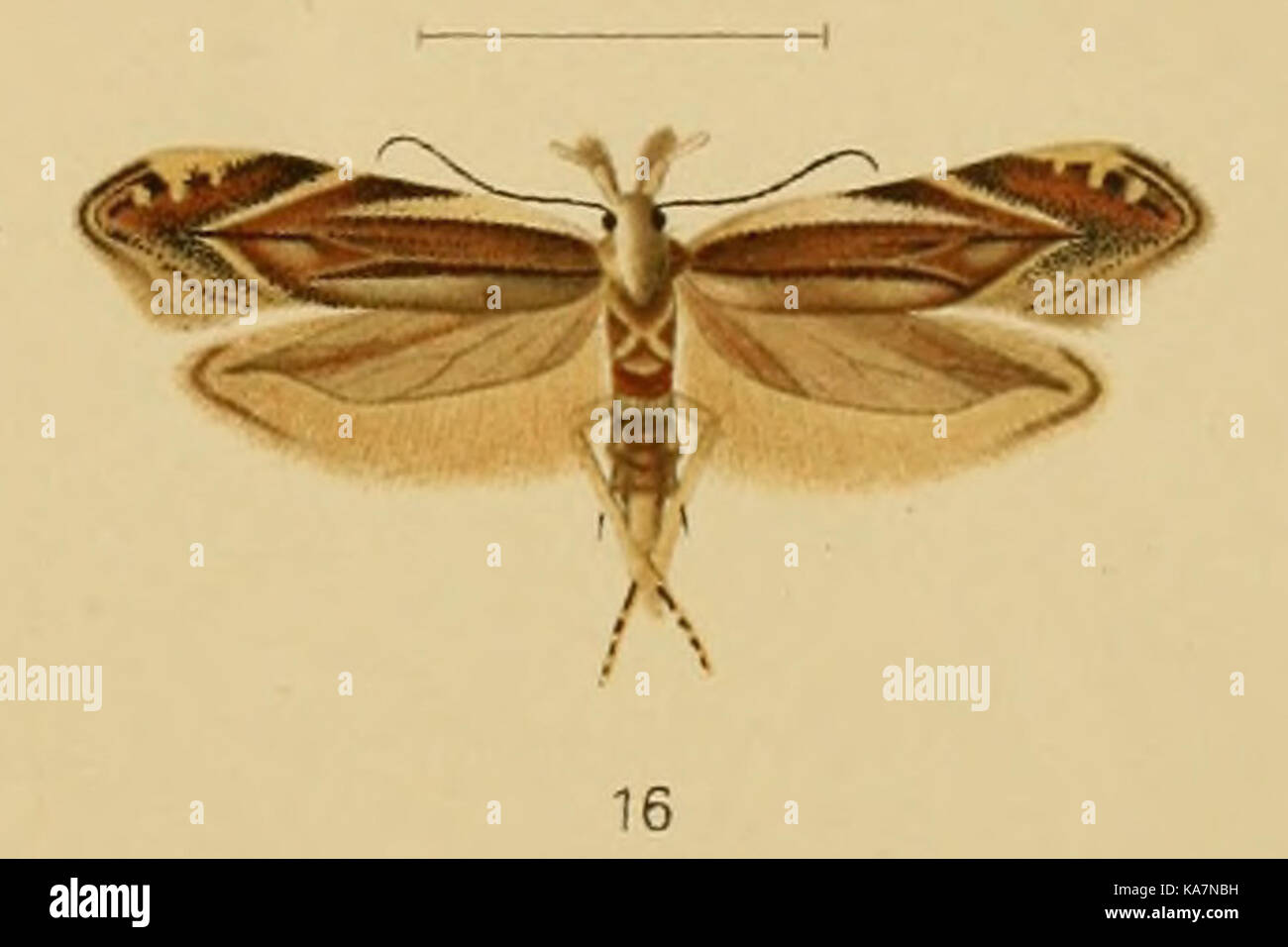 Sophronia hi-res stock photography and images - Alamy