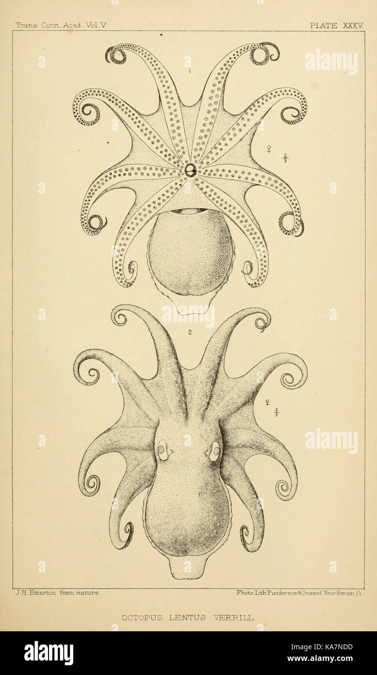 The cephalopods of the north eastern coast of America (15563716136 ...