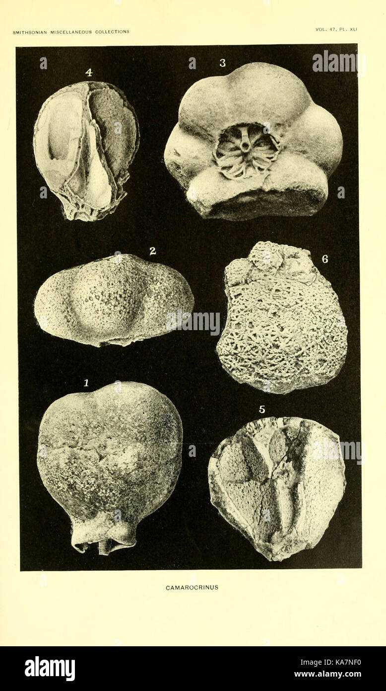 This photo from the Smithsonian's miscellaneous collections showcases a ...