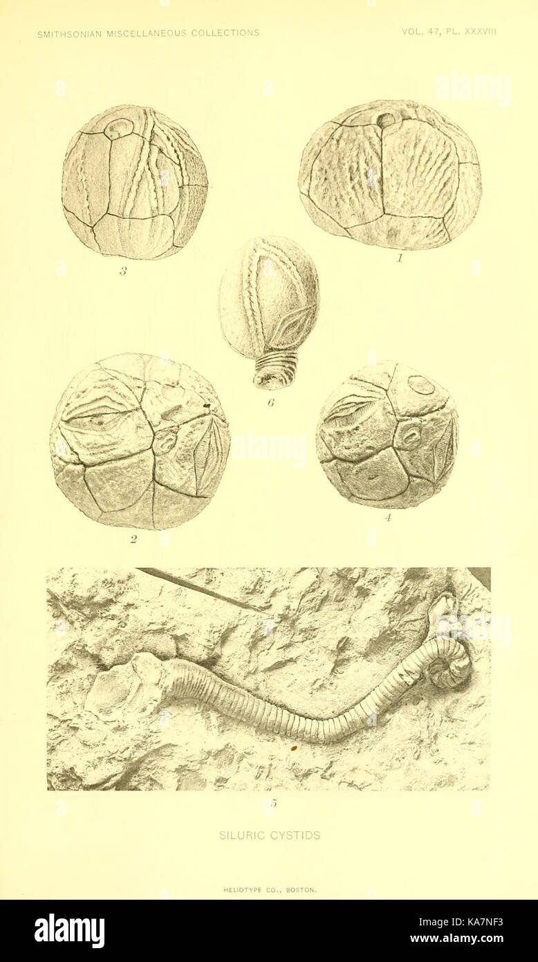 Smithsonian collections hi-res stock photography and images - Alamy