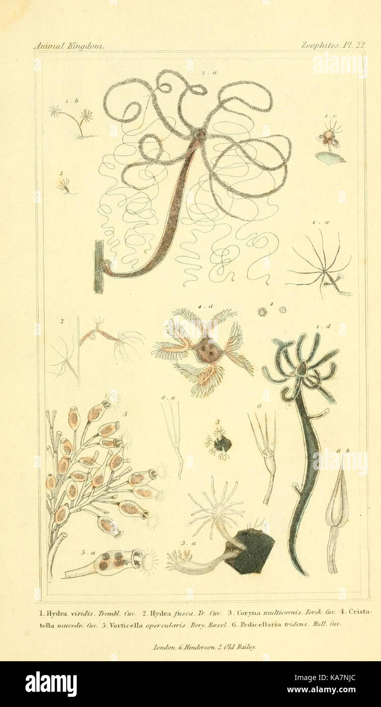 The animal kingdom, arranged according to its organization, serving as ...