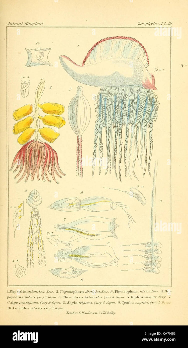 The animal kingdom, arranged according to its organization, serving as ...