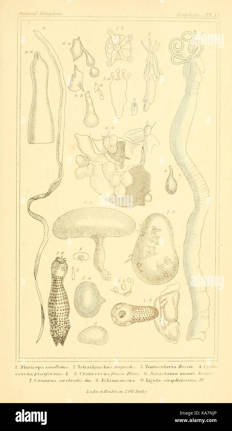 The animal kingdom, arranged according to its organization, serving as ...