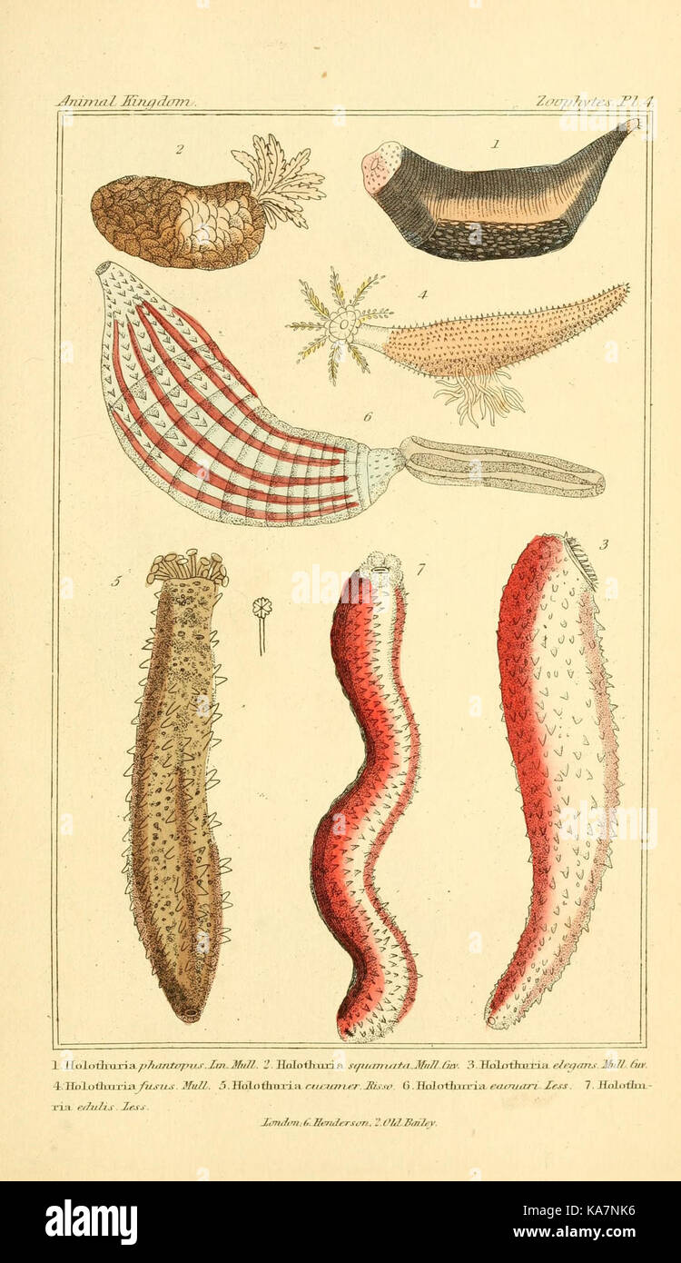 The animal kingdom, arranged according to its organization, serving as ...