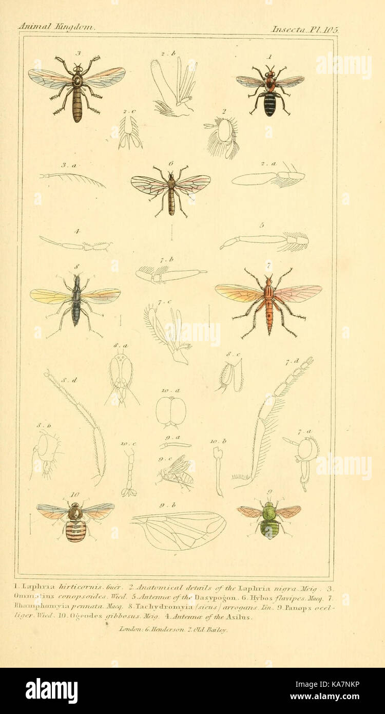 The animal kingdom, arranged according to its organization, serving as ...