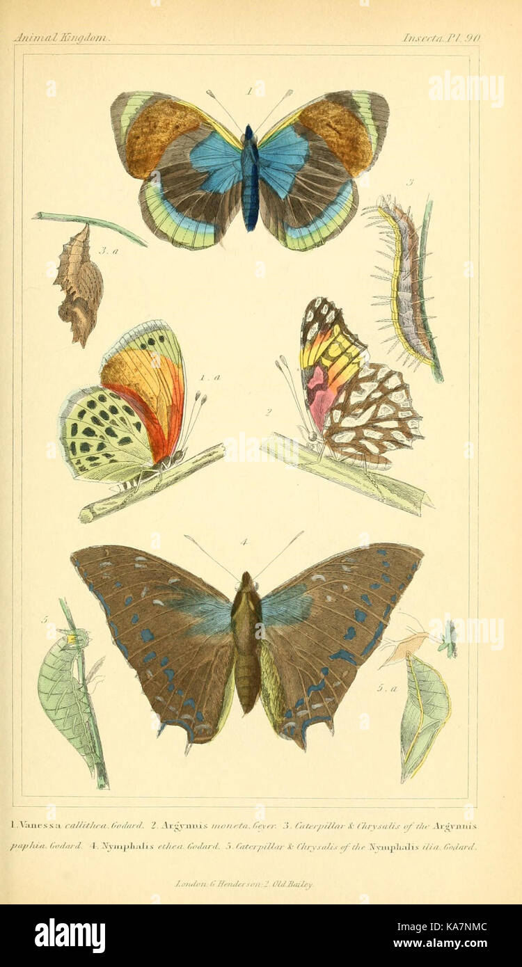 The animal kingdom, arranged according to its organization, serving as ...