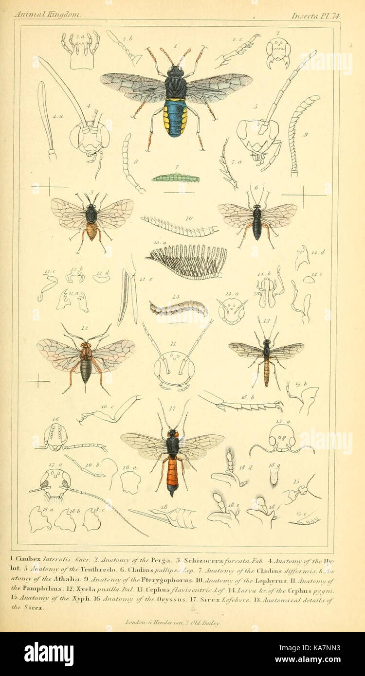 The animal kingdom, arranged according to its organization, serving as ...