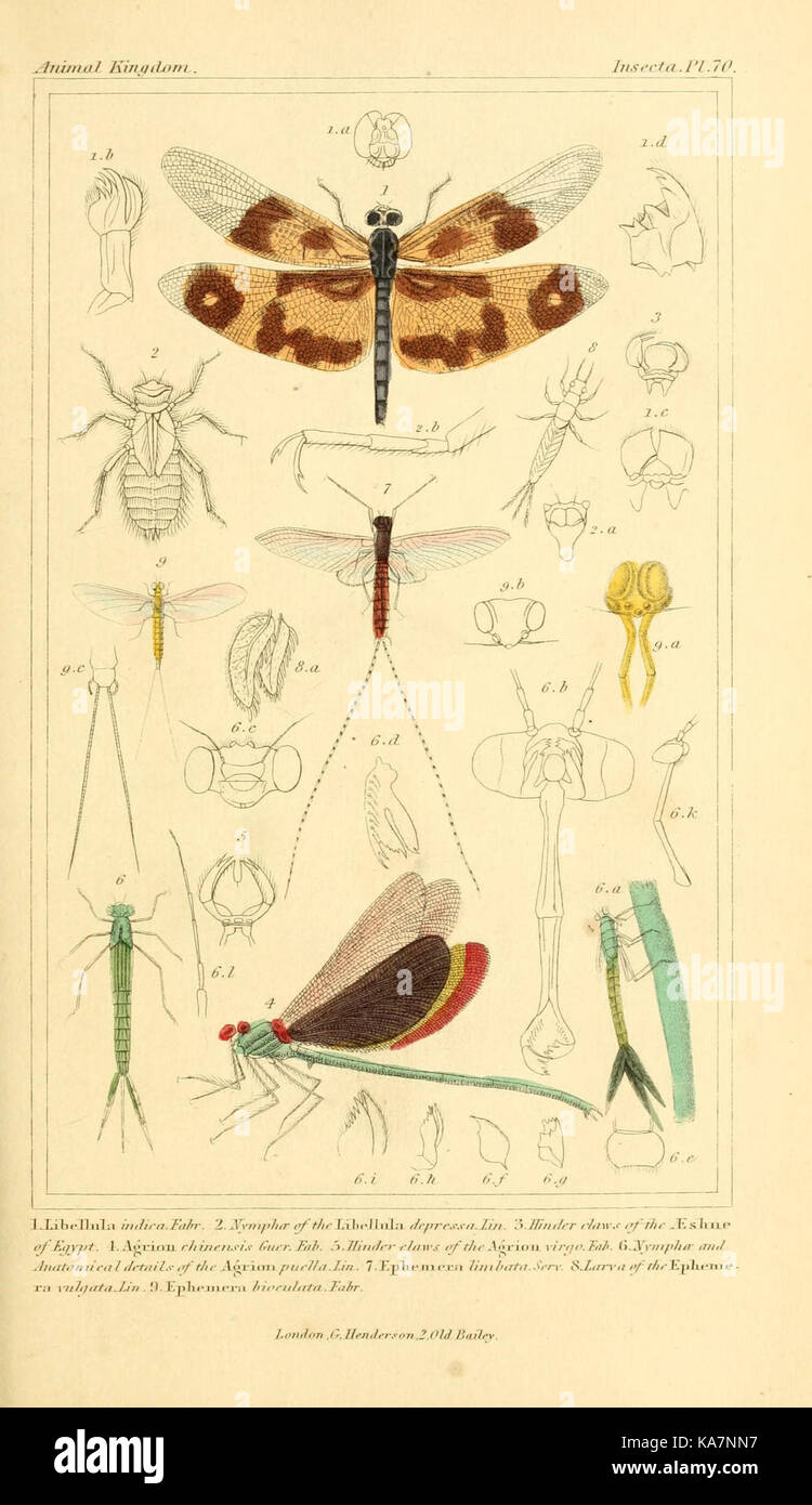 This work provides a systematic classification of the animal kingdom ...
