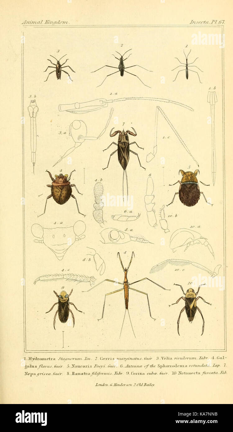 The animal kingdom, arranged according to its organization, serving as ...