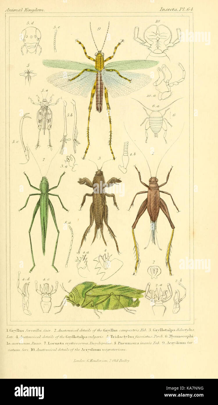 The animal kingdom, arranged according to its organization, serving as ...