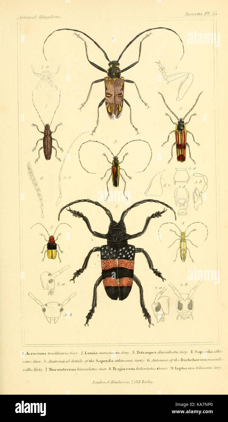 The animal kingdom, arranged according to its organization, serving as ...