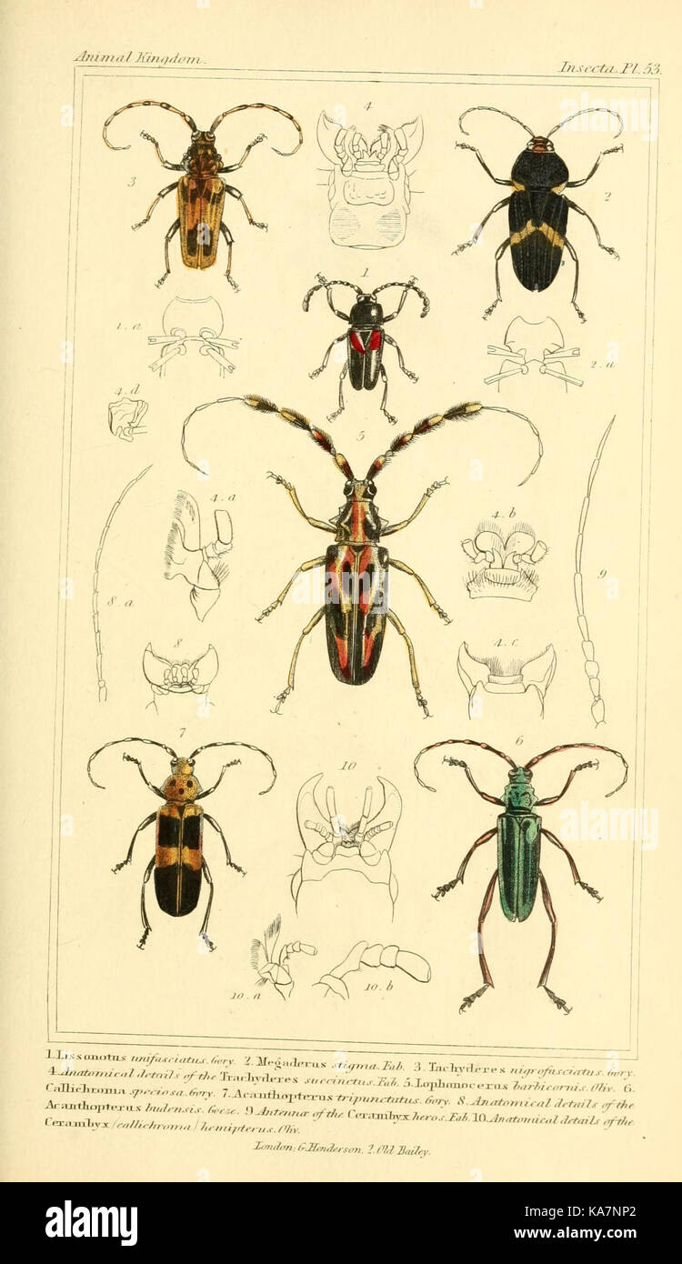 The animal kingdom, arranged according to its organization, serving as ...