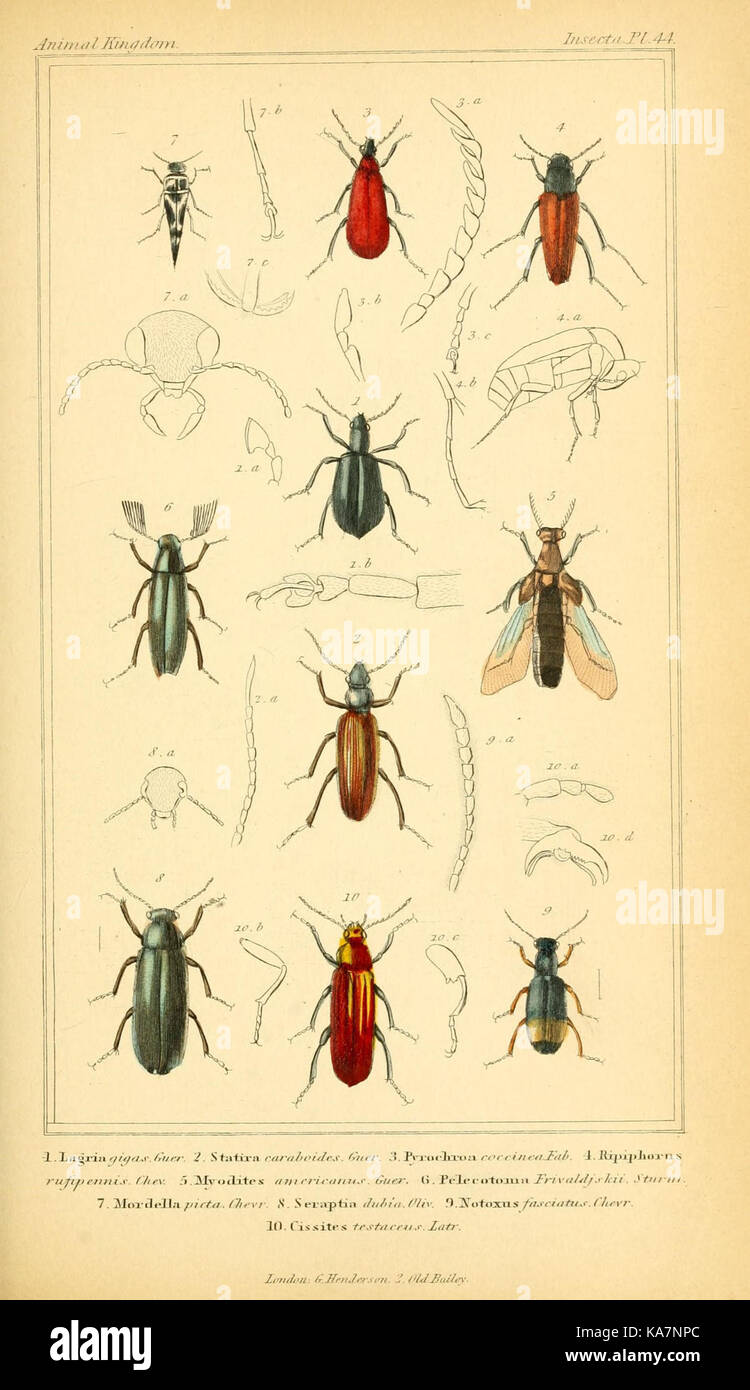 This illustration from 'The Animal Kingdom' categorizes animals ...