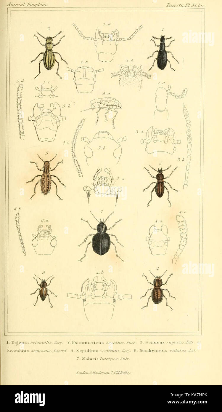 The animal kingdom, arranged according to its organization, serving as ...