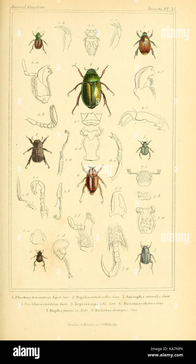 The animal kingdom, arranged according to its organization, serving as ...